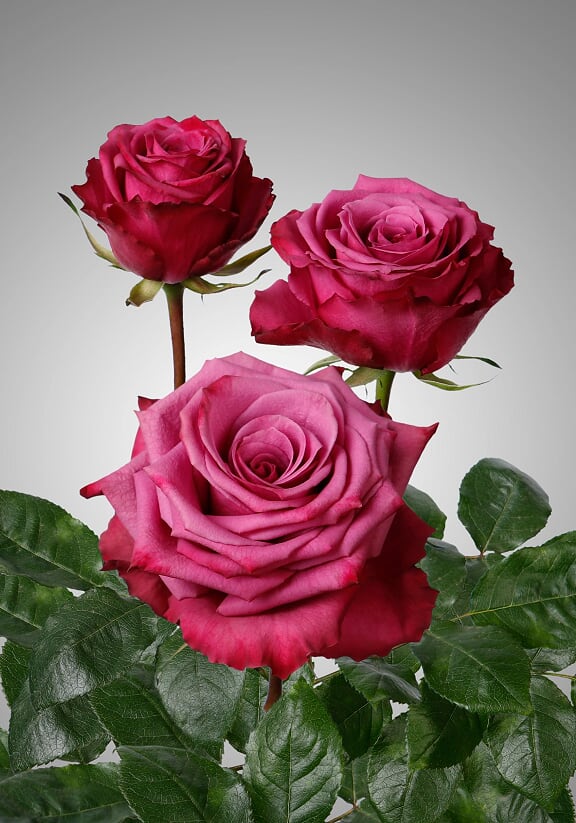 Avant Garde Rose